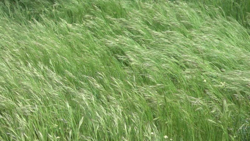 Wind and Green Grass at Summer, Slow Motion Stock Video - Video of ...