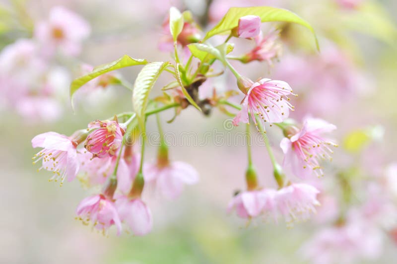 Wind Himalayan Cherry or Prunus Cerasoides or Sakura Stock Photo ... Wind Himalayan Cherry or Prunus Cerasoides or Sakura Stock Photo ...