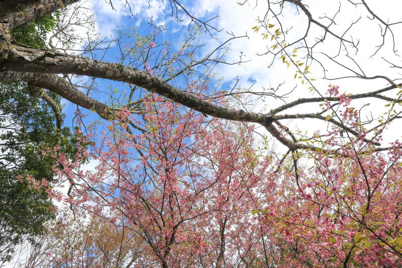 Wind Himalayan Cherry or Prunus Cerasoides or Sakura Stock Photo ...