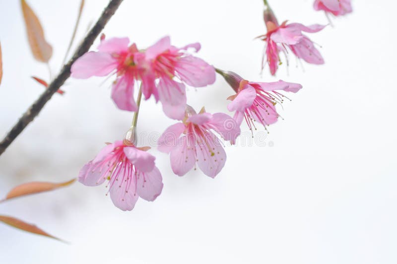 Wind Himalayan Cherry or Prunus Cerasoides or Sakura Stock Image ... Wind Himalayan Cherry or Prunus Cerasoides or Sakura Stock Image ...