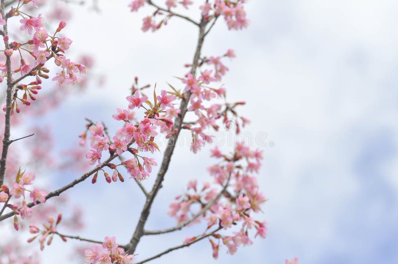 Wind Himalayan Cherry or Prunus Cerasoides or Sakura Stock Photo ... Wind Himalayan Cherry or Prunus Cerasoides or Sakura Stock Photo ...