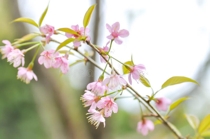 stock photo. Image of sakura, floral, flora, prunus - 110618046 stock photo. Image of sakura, floral, flora, prunus - 110618046