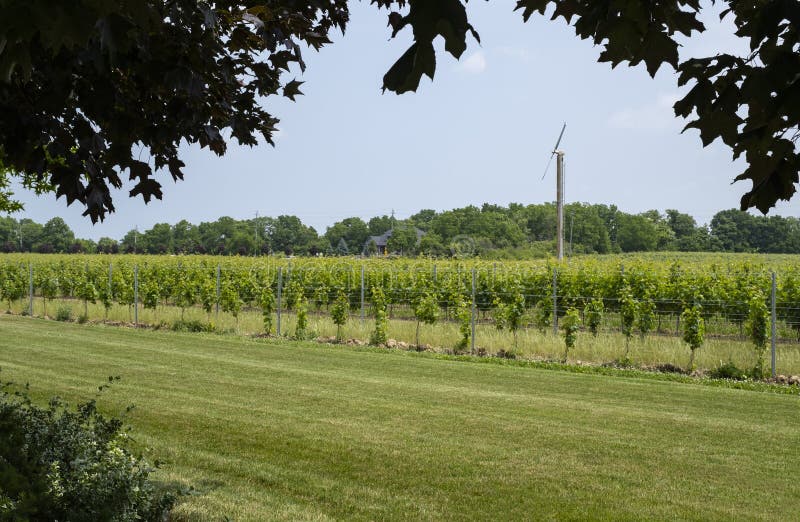 A Wind Machine is in the Midst of Row of Vines in a Vineyard Stock ...