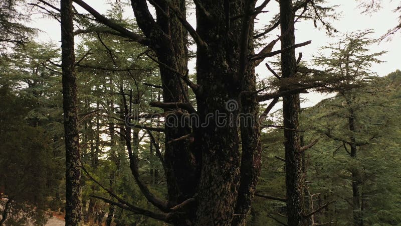 Wind Moving Branches of Cedar Trees in Forest Stock Video - Video of ...