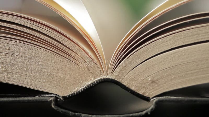 Wind Moving Branches of Cedar Trees in Forest Stock Video - Video of ...