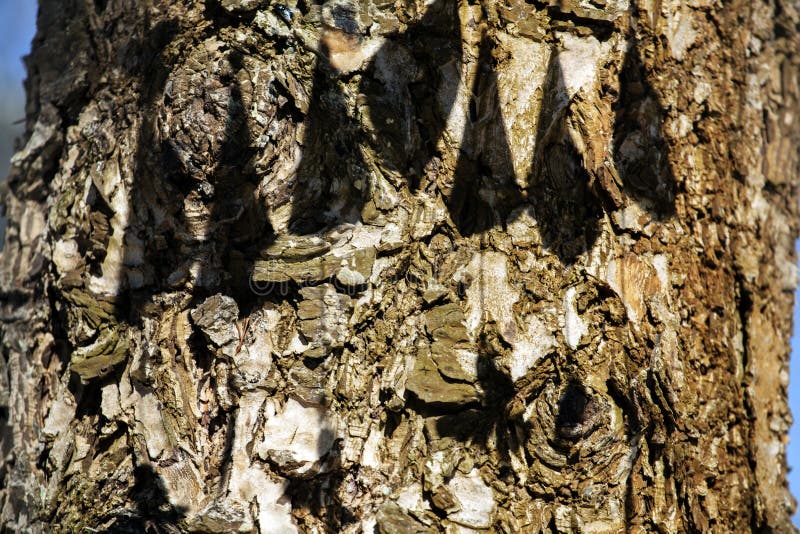Wind music tree shadow stock image. Image of folk, peru - 143527093