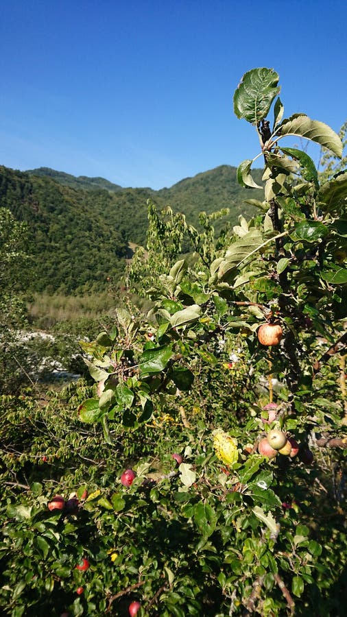 Wind Natural Fruit Apple Trees Stock Photo - Image of natural, trees ...