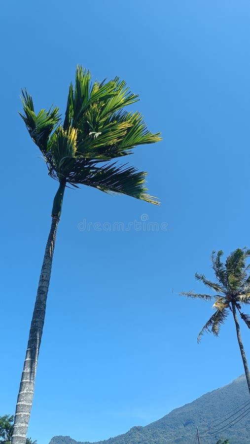 Windy Palm Tree in Blue Sky Stock Image - Image of experience, palm ...