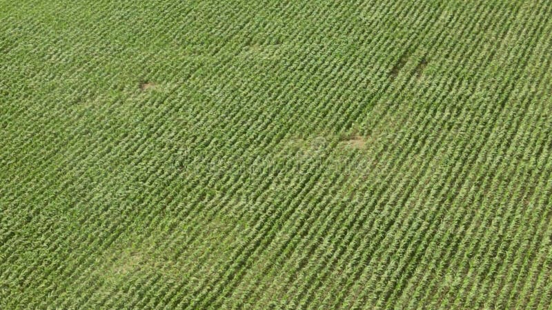 Wind Passing Over a Field with Green Crops in Denmark, Making Wave Like ...