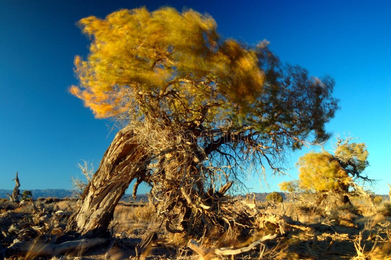 The Wind in the Poplar Leaves Stock Photo - Image of desolation, joggle ...