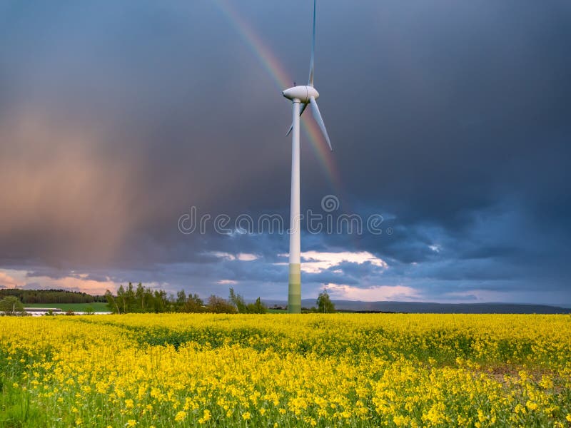 Wind Power with Rapeseed Field during a Storm Stock Photo - Image of ...