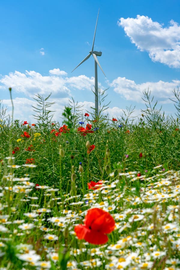 Wind Power Wheel on a Wild Flower Field with Nice Blue Sky Stock Photo ...