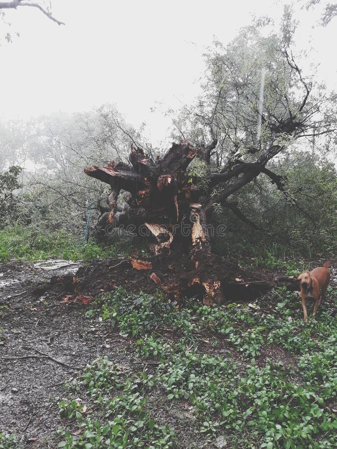 Wind, Rain, Storm, Landslide, Big Tree Falling Stock Photo - Image of ...