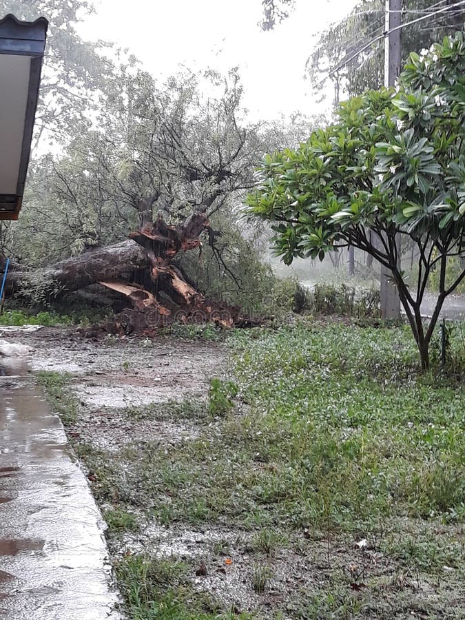 Wind, Rain, Storm, Landslide, Big Tree Falling Stock Photo - Image of ...