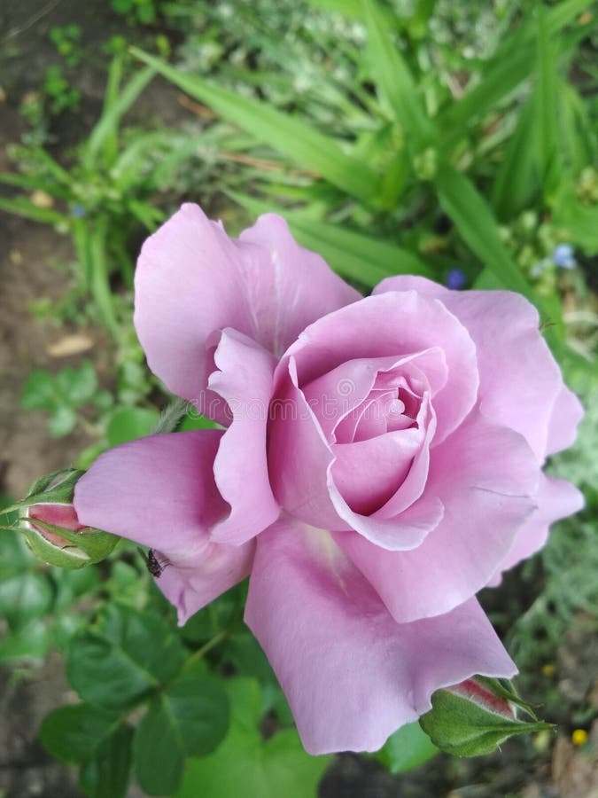 Wind of rose gallery stock photo. Image of wind, rose - 247663002