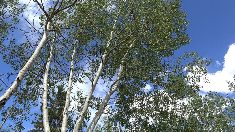 Wind Rustling Aspen Leaves Cripple Creek Colorado Stock Photo - Image ...