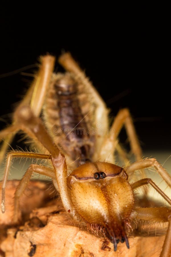 229 Wind Scorpion Stock Photos - Free & Royalty-Free Stock Photos from ...
