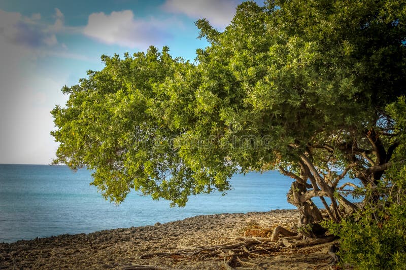 A Beautiful Divi Divi Tree Providing Shade Along the Coast of Aruba ...