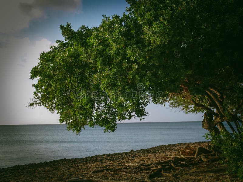 A Wind-sculpted Divi Divi Tree Providing Shade Along the Coast of Aruba ...