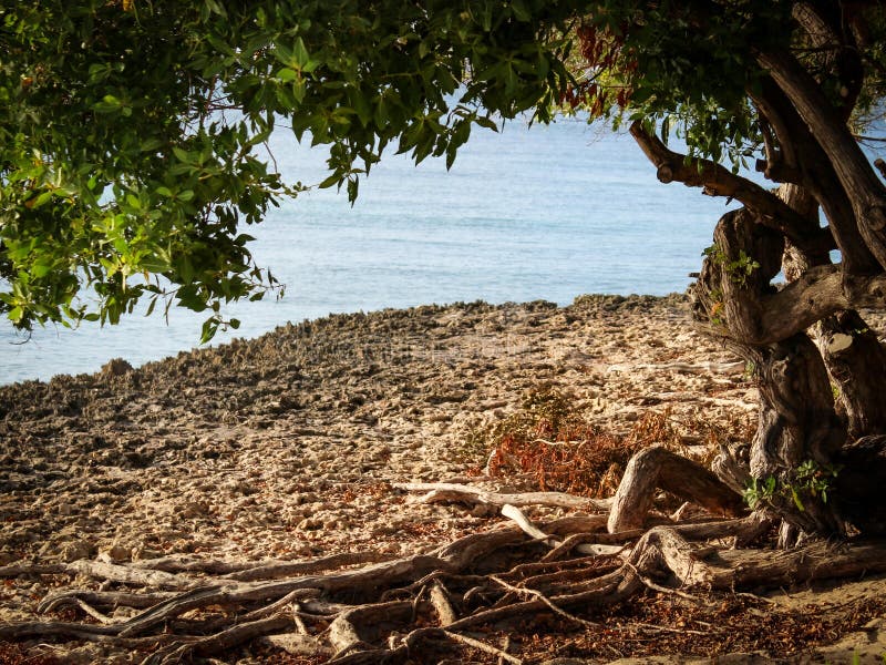 A Wind-sculpted Divi Divi Tree Providing Shade Along the Coast of Aruba ...