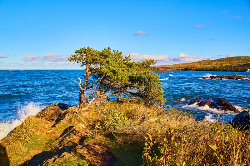 Wind-Sculpted Tree on Rugged Lake Superior Coast, Michigan Stock Image ...