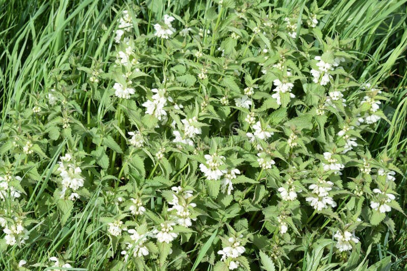 White Spring Blooming Plants Stock Image - Image of grass, landscape ...