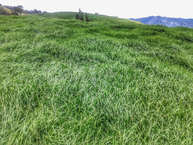 The Wind Shakes the Ground. Stock Image - Image of shakes, floor: 92549309
