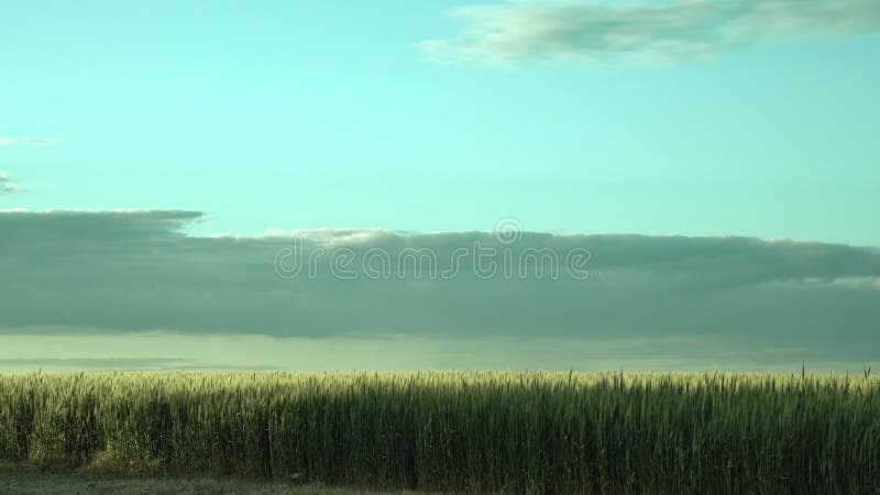 The Wind Shakes the Spikelets. Observation of Nature, Peace. Grain ...