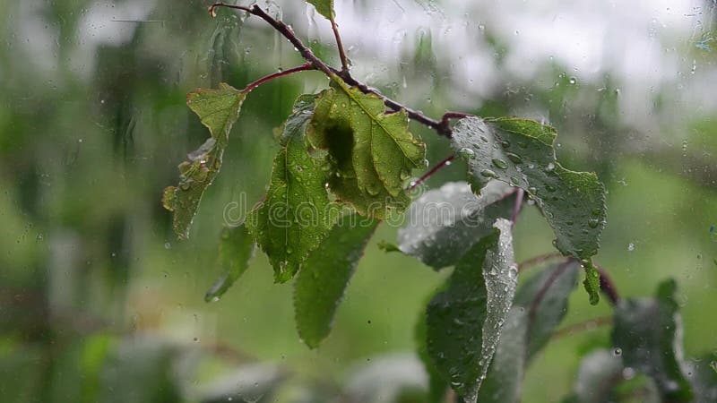 Wind Shakes Trees, Drops of Rain Fall on Leaves of the Tree, Wind and ...