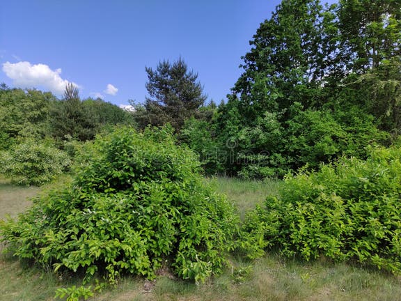 Wind Shakes the Trees in the Summer Forest Stock Image - Image of ...