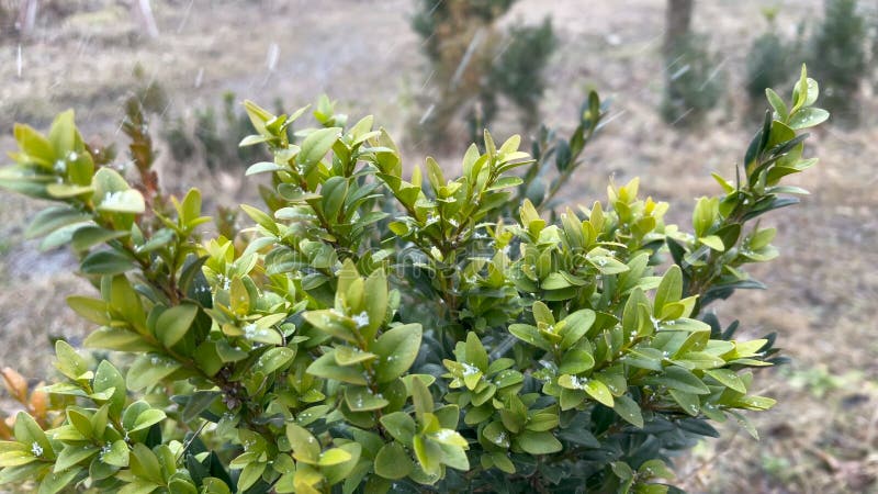 Wind Shaking Small Tree Branches Covered in Raindrops in a Nursery ...