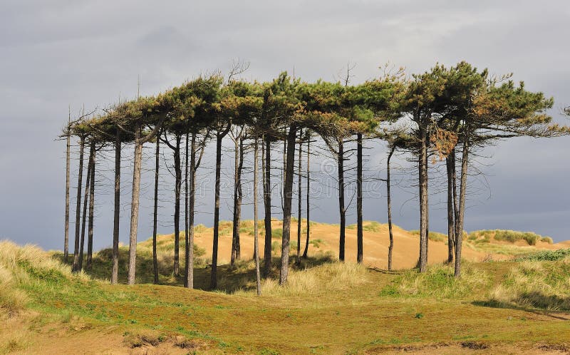 Wind shear stock image. Image of coastal, planted, arborial - 22883959