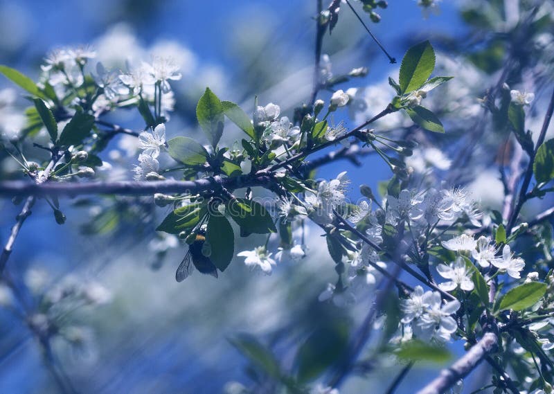 Wind in the spring garden stock image. Image of branch - 92689369