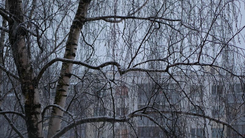 Wind Stirs the Branches of the Tree Under the Falling Snow Stock ...