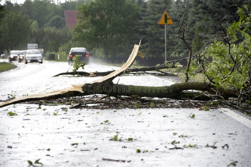 137 Tree Roots Damage Building Stock Photos - Free & Royalty-Free Stock ...