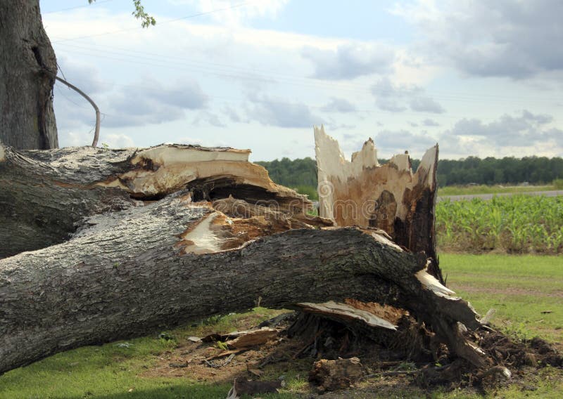 Wind Storm Damage stock image. Image of tree, bark, winds - 56808097