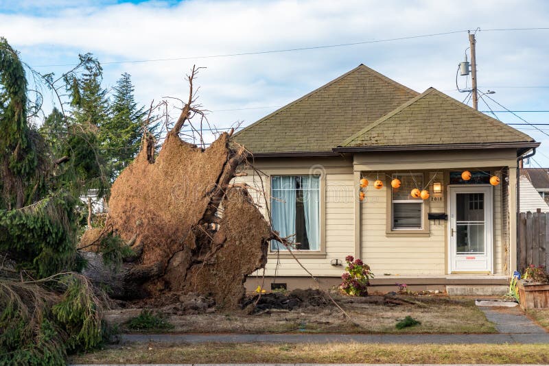 Wind Storm Fallen Tree in Everett WA Editorial Stock Photo - Image of ...