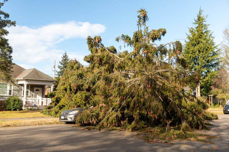 Wind Storm Fallen Tree in Everett WA Editorial Photo - Image of ...