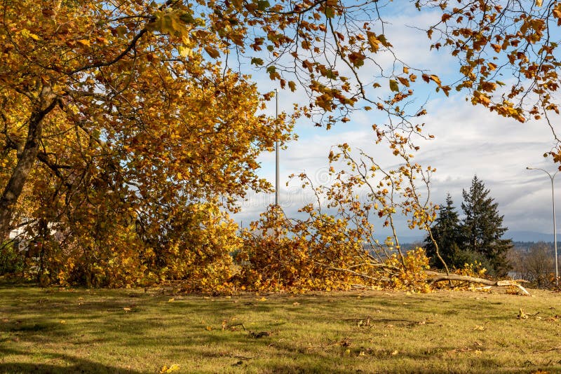 Wind Storm Fallen Treee Branches in Everett WA Stock Image - Image of ...