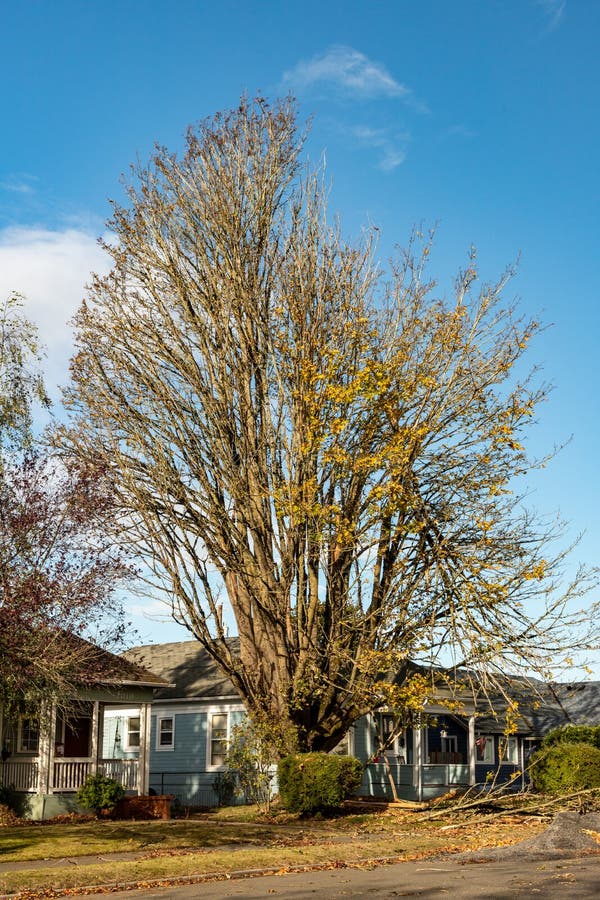 Wind Storm Fallen Treee Branches in Everett WA Stock Photo - Image of ...