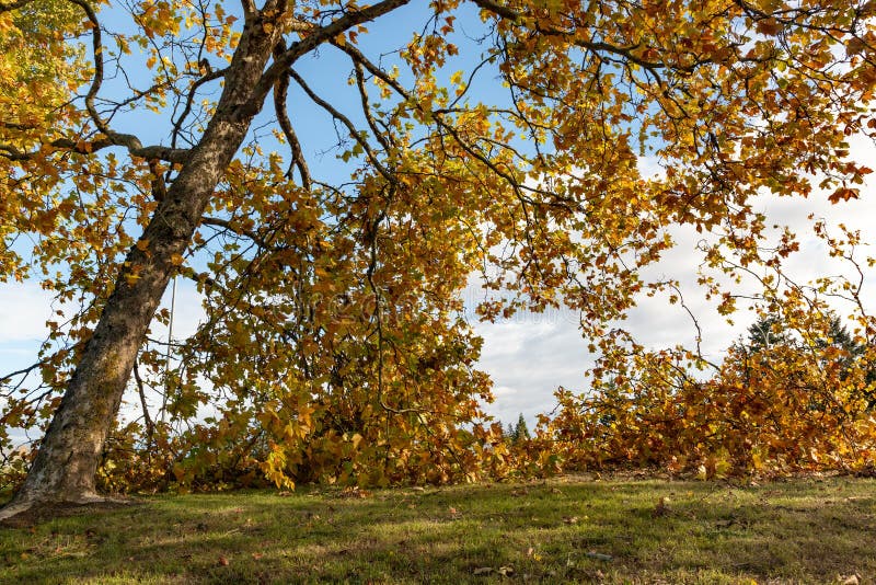 Wind Storm Fallen Treee Branches in Everett WA Stock Photo - Image of ...