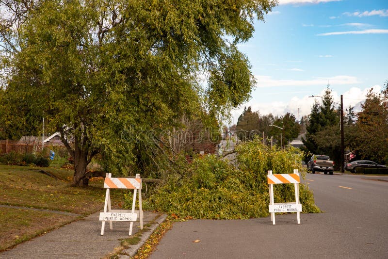 Wind Storm Fallen Treee Branches in Everett WA Stock Photo - Image of ...