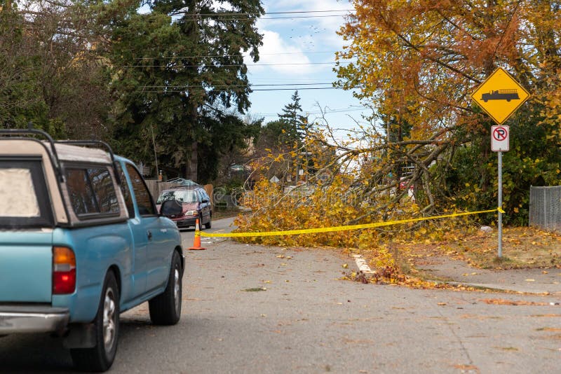 Wind Storm Fallen Treee Branches in Everett WA Editorial Photo - Image ...