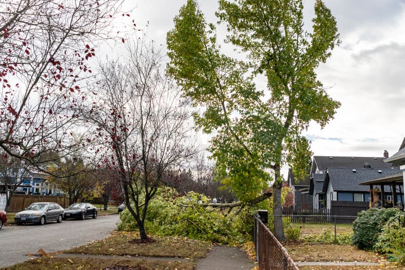 Wind Storm Fallen Treee Branches in Everett WA Editorial Stock Photo ...