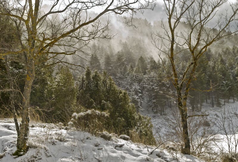 Wind storm in the forest stock image. Image of pine, storm - 11321197