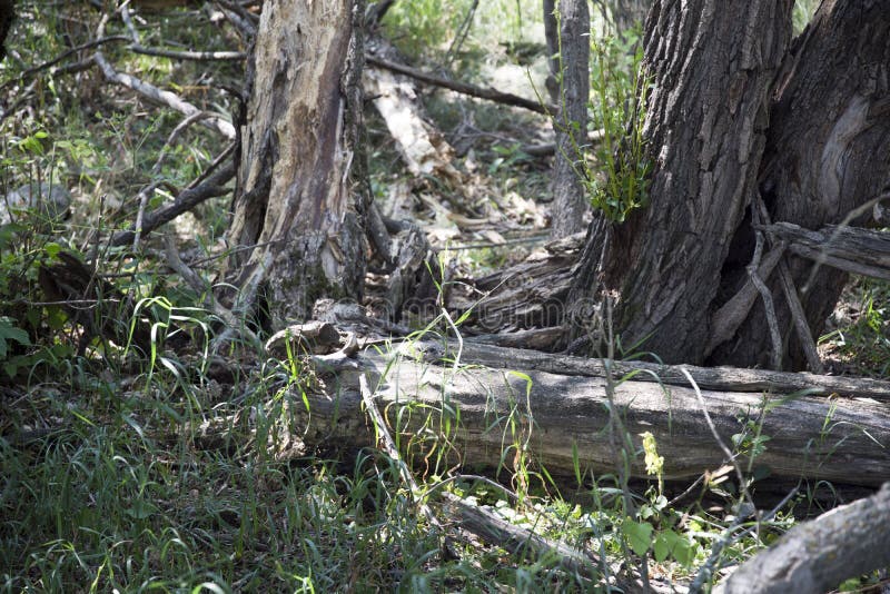 Wind Storm Related Tree Damage Stock Photo - Image of storm, damage ...