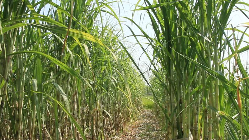 Sugarcane Fields 04 stock footage. Video of aerial, central - 204763858