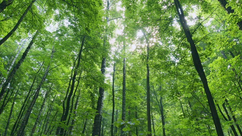 Wind in a Summer Birch Forest at Day. Fairy Forest, Untouched Deciduous ...