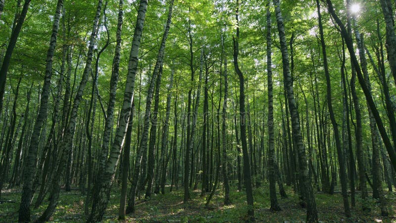 Wind in a Summer Birch Forest at Day. Fairy Forest, Untouched Deciduous ...