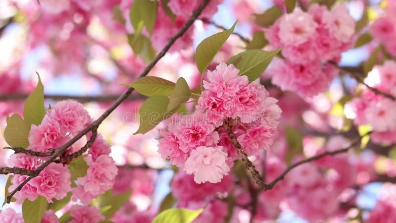 The Wind Sways the Branches of the Sakura Tree with Pink Flowers Stock Video - Video of ...
